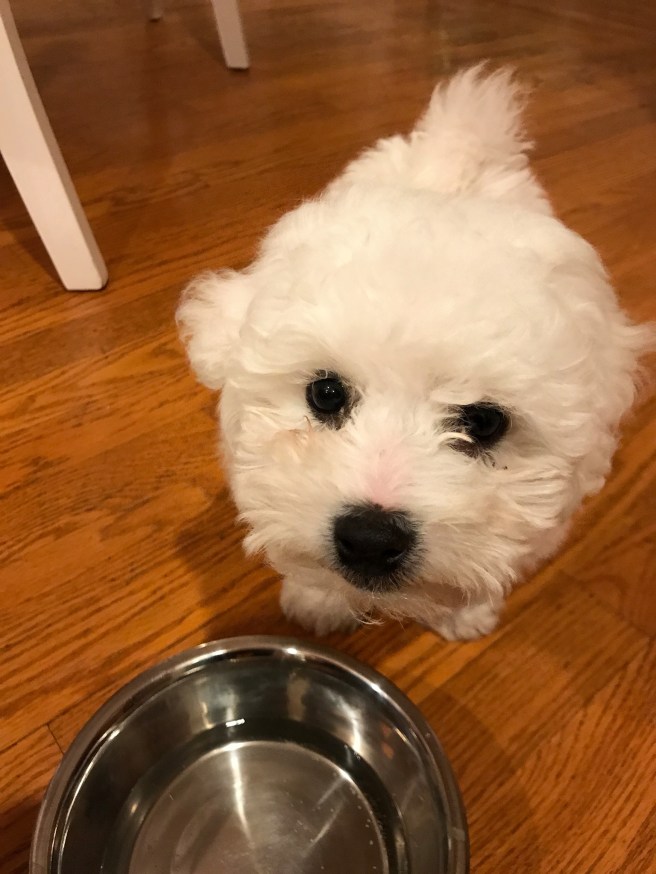 Meet Saint (Maker) Savaryn! (& Reflections on 2020, too) – This ...